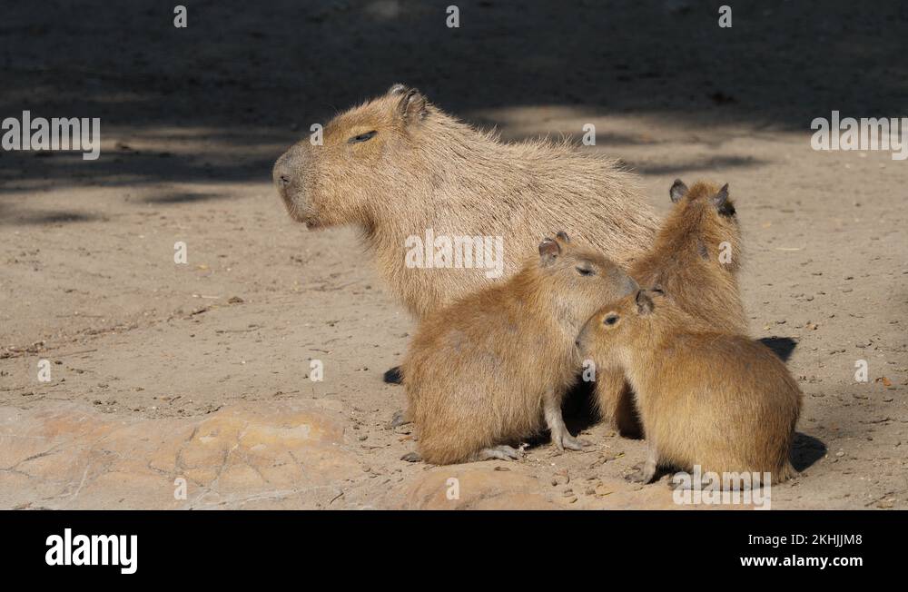 Capybara young hydrochoerus hydrochaeris Stock Videos & Footage - HD ...