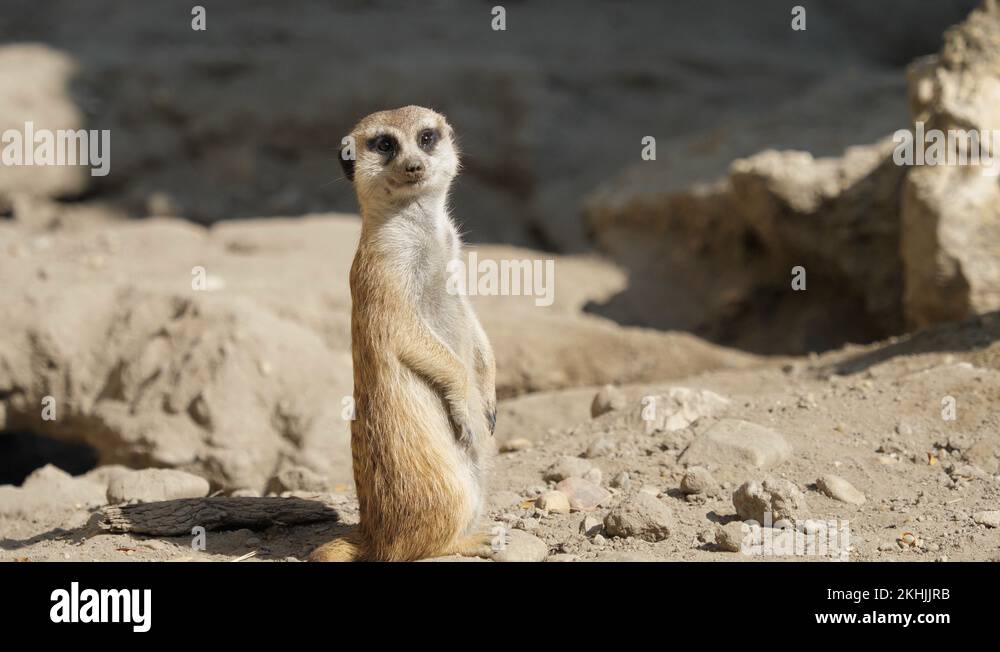 Alert meerkat suricate suricata suricatta Stock Videos & Footage - HD ...