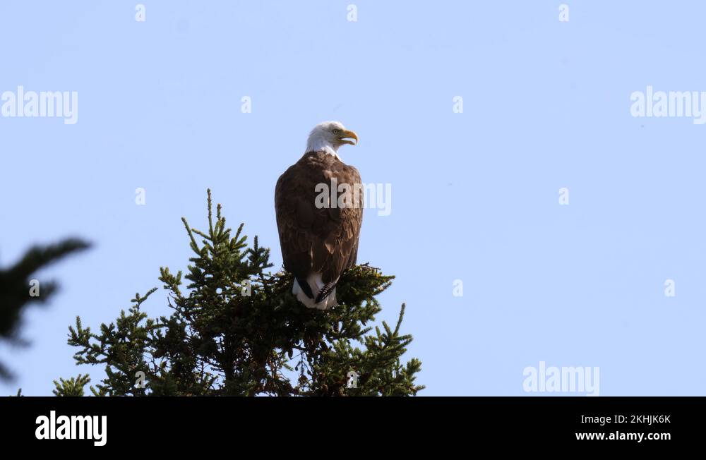Bald eagle top predator Stock Videos & Footage - HD and 4K Video Clips ...