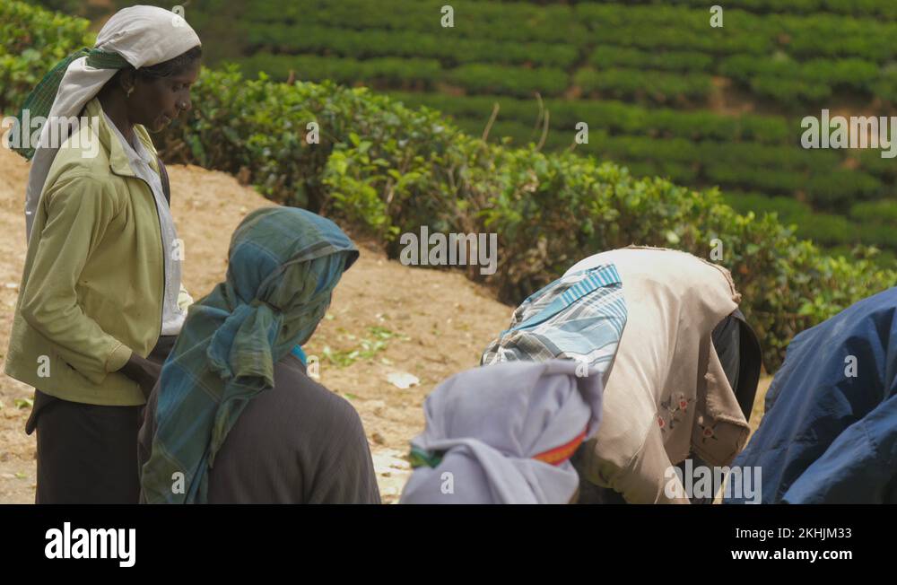 plantation worker holds red bag and person fills with leaves Stock ...