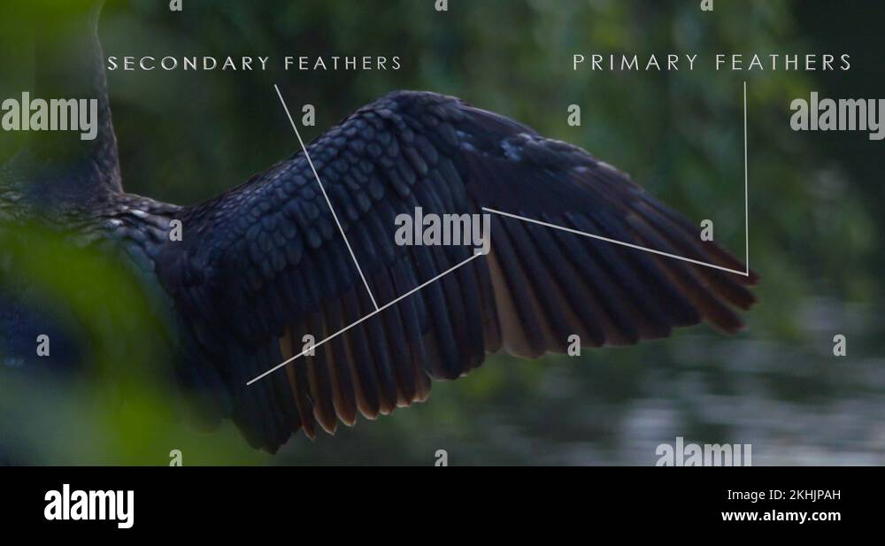 Wing Of Bird Anatomy Stock Videos And Footage Hd And 4k Video Clips Alamy