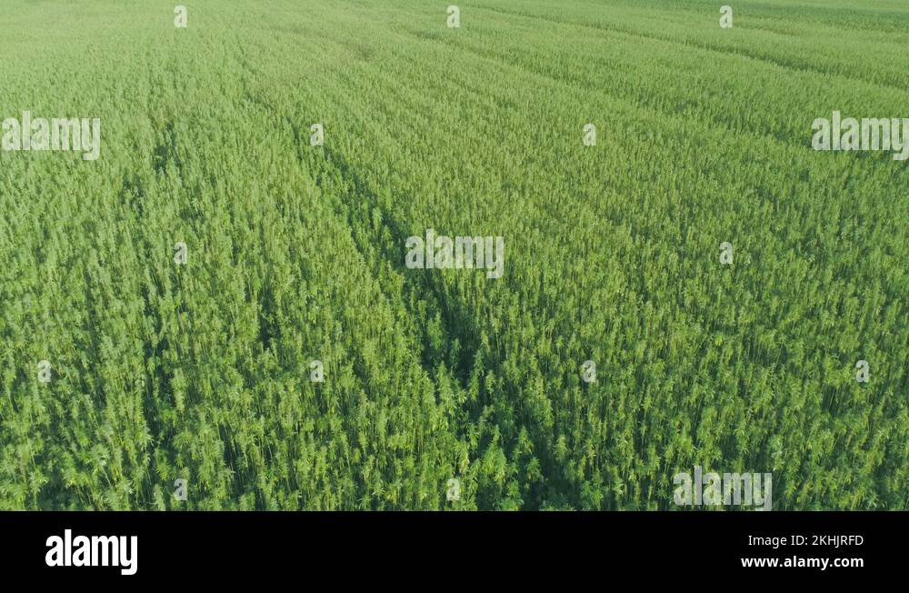 Medicinal and recreational hemp plants cultivation Stock Video Footage ...