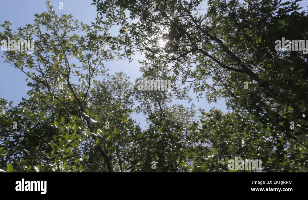 Mangrove tree canopy Stock Videos & Footage - HD and 4K Video Clips - Alamy
