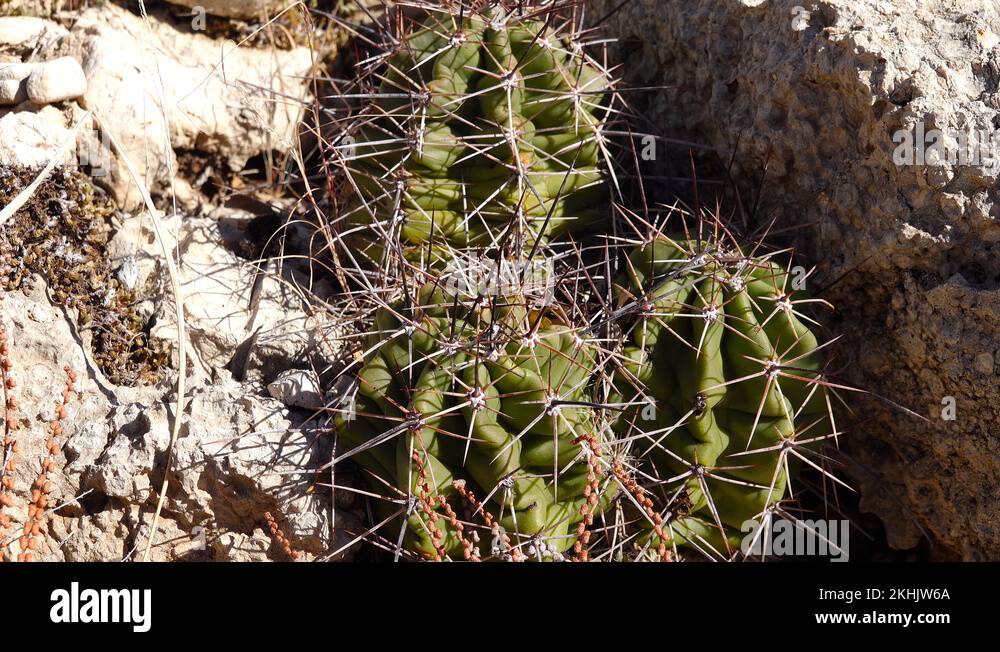 Cactus king Stock Videos & Footage - HD and 4K Video Clips - Alamy