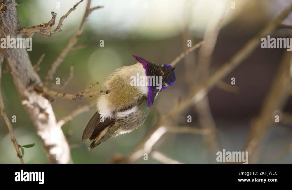 Vertical hummingbird Stock Videos & Footage - HD and 4K Video Clips - Alamy