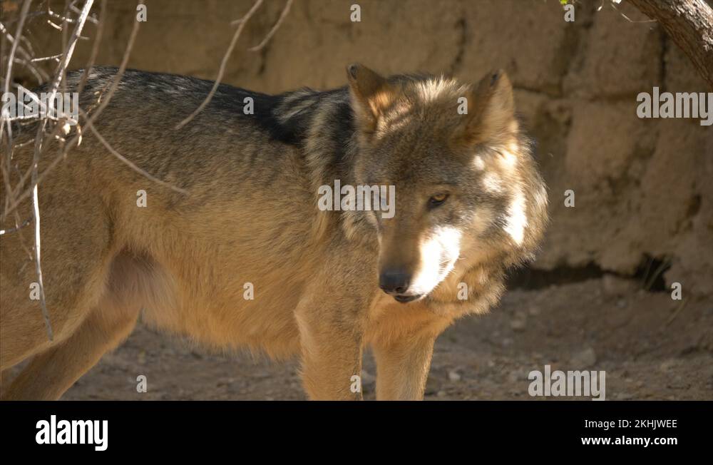 Canine predator Stock Videos & Footage - HD and 4K Video Clips - Alamy
