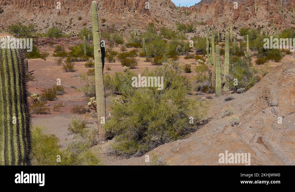 Three Giant Saguaros (Carnegiea gigantea) at Hewitt Canyon near Phoenix ...
