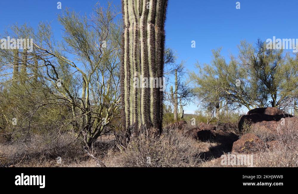 Three Giant Saguaros (Carnegiea gigantea) at Hewitt Canyon near Phoenix ...