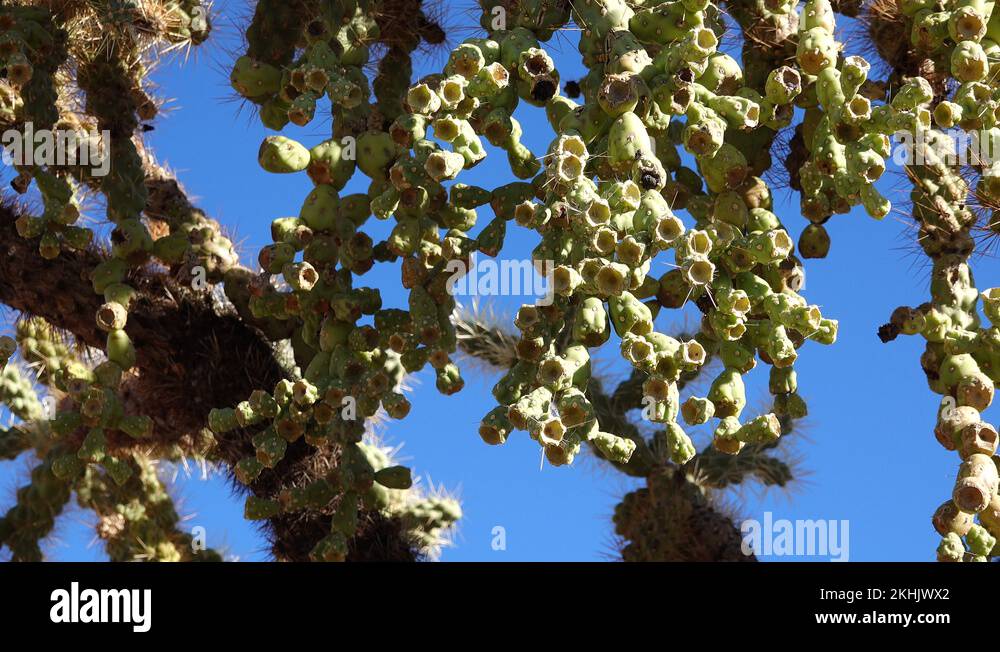 Cacti seeds Stock Videos & Footage - HD and 4K Video Clips - Alamy