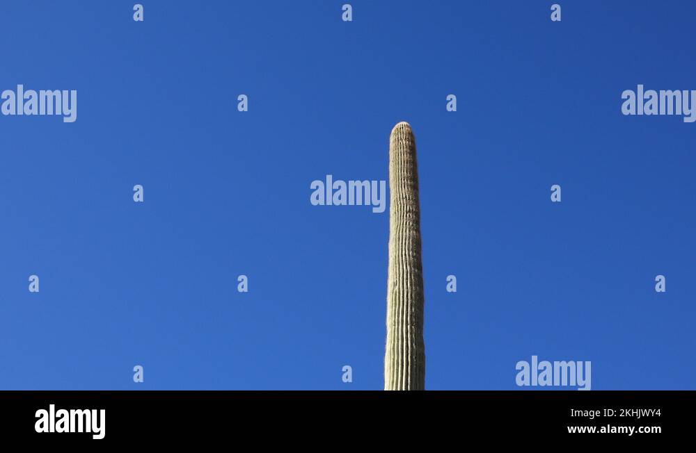 Three Giant Saguaros (Carnegiea gigantea) at Hewitt Canyon near Phoenix ...