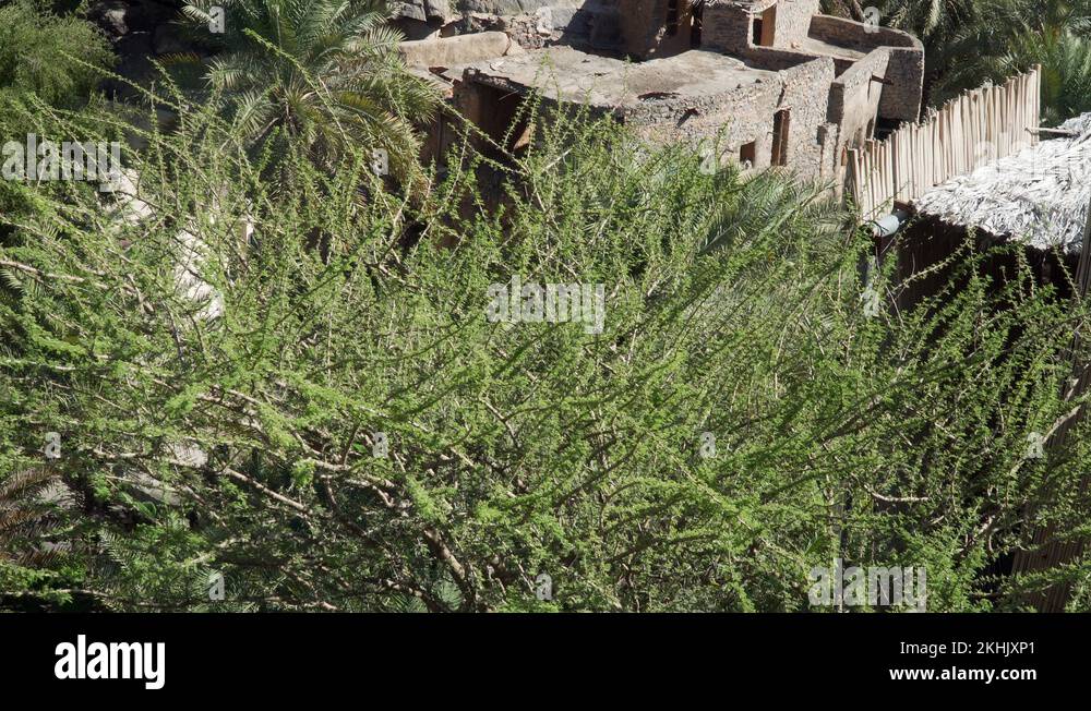 Salam Tree (Acacia ehrenbergiana) Growing in Old Mountainous Village ...