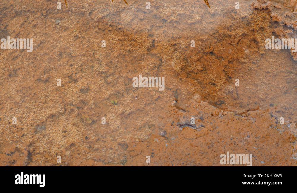 Oxygen bubbles forming by photosynthesis on bacterial and algal scum ...