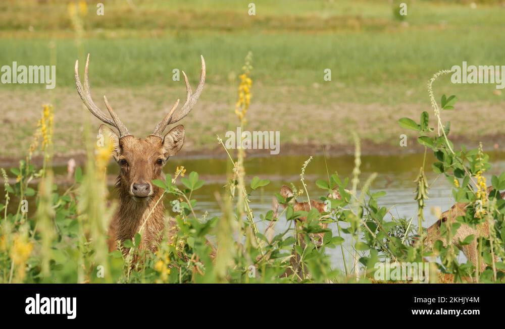 Strong and graceful Stock Videos & Footage - HD and 4K Video Clips - Alamy