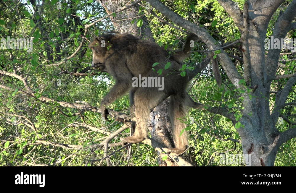 African monkey climbing tree Stock Videos & Footage - HD and 4K Video ...