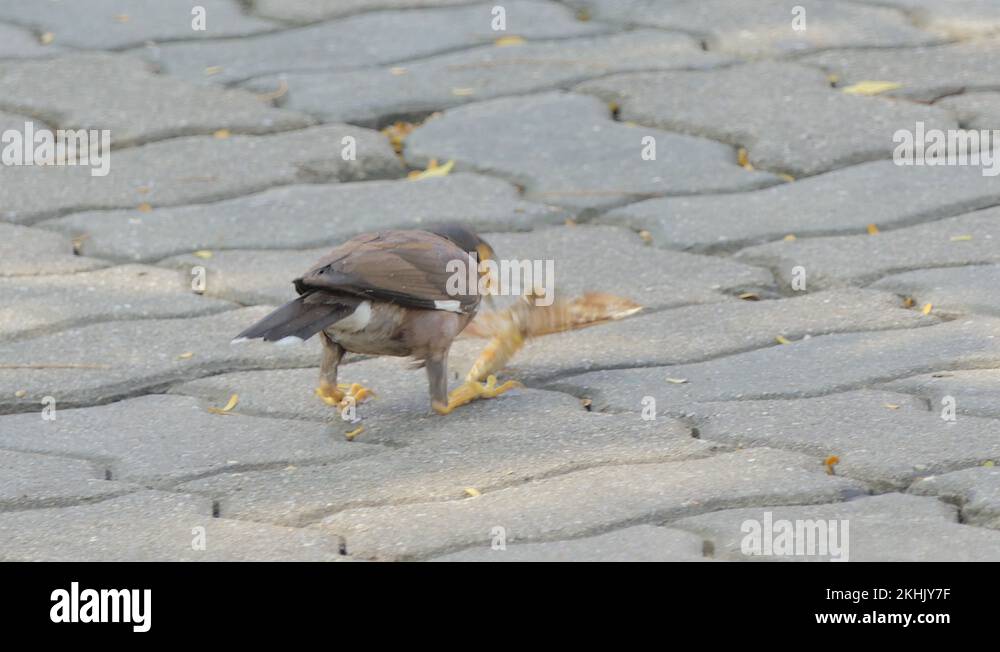 Jungle myna bird Stock Videos & Footage - HD and 4K Video Clips - Alamy