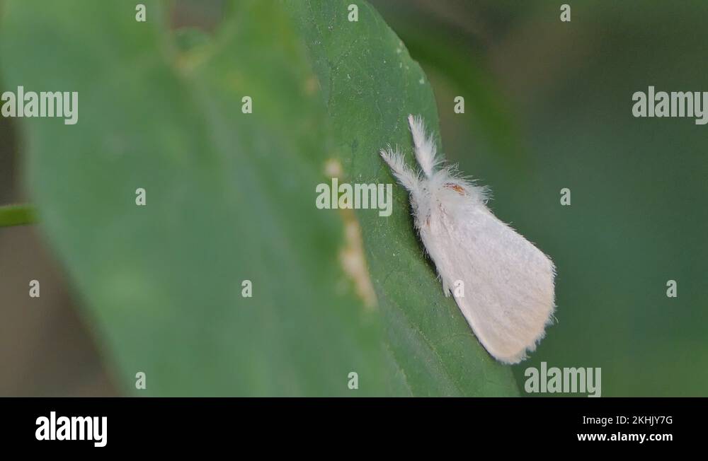 Moth leaf animal antenna Stock Videos & Footage - HD and 4K Video Clips ...