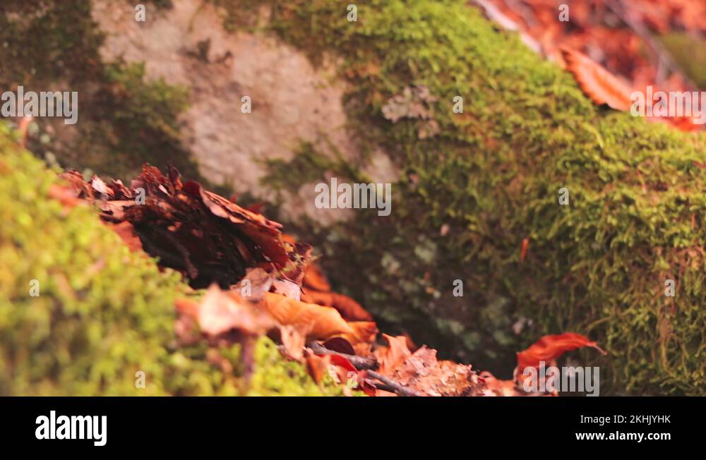 Penny moss Stock Videos & Footage - HD and 4K Video Clips - Alamy