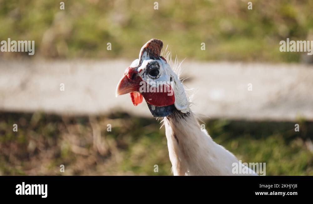 Poultry head Stock Videos & Footage - HD and 4K Video Clips - Alamy
