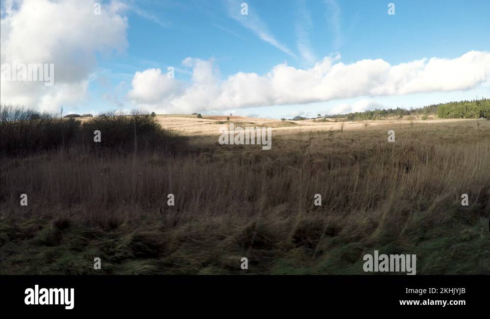 Bleak landscape tree moor Stock Videos & Footage - HD and 4K Video ...