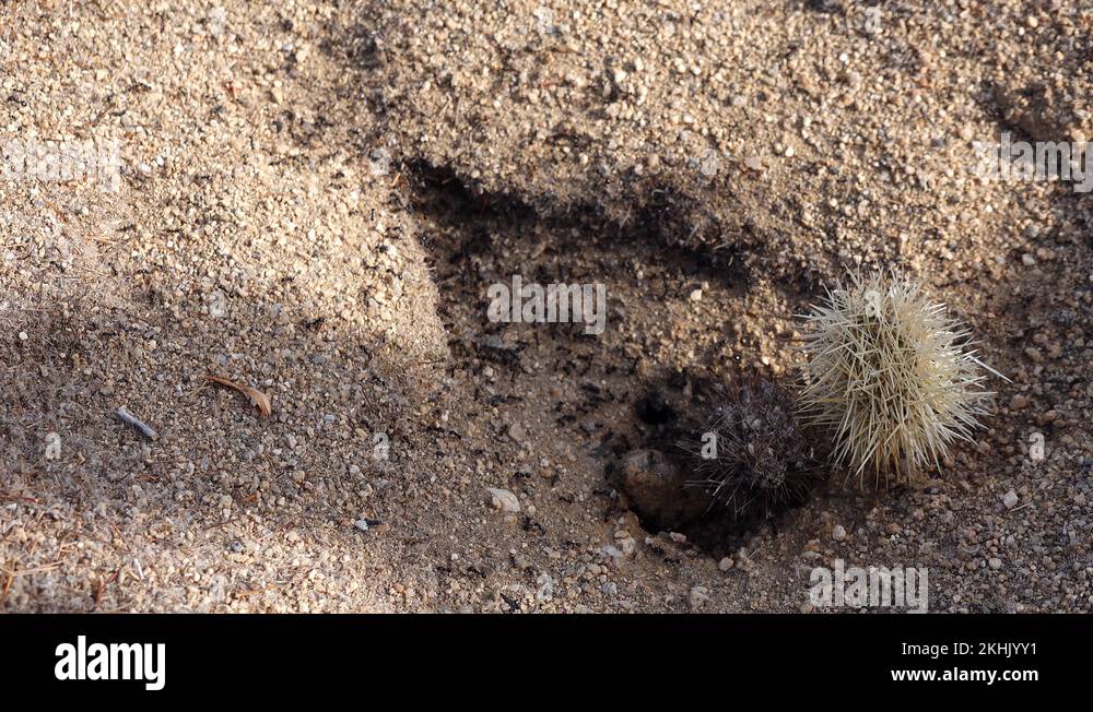 Desert cacti animal Stock Videos & Footage - HD and 4K Video Clips - Alamy