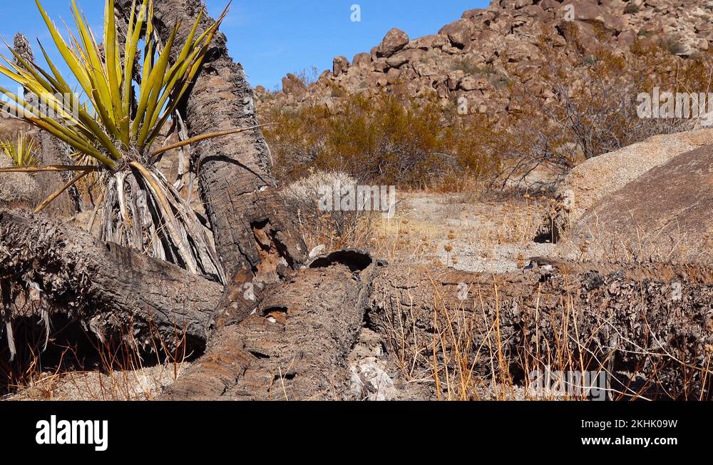 Dead yucca Stock Videos & Footage - HD and 4K Video Clips - Alamy