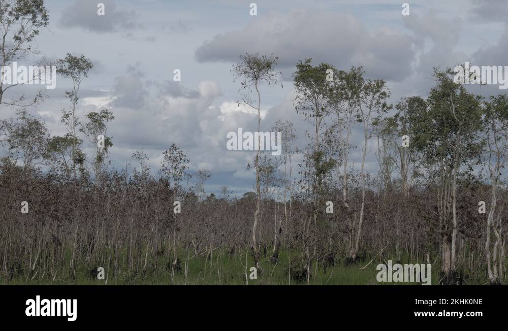 Recovery after forest fire Stock Videos & Footage - HD and 4K Video ...