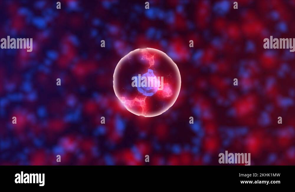 Human cell division Stock Videos & Footage - HD and 4K Video Clips - Alamy