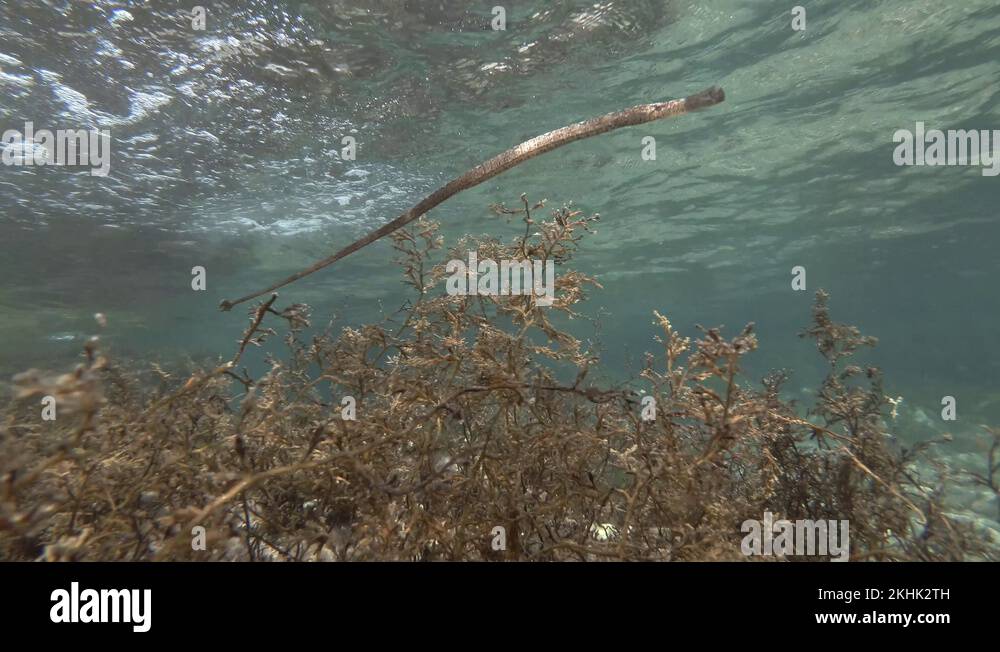 Pipefish swim over reef with algae under surface in the blue water. Low ...