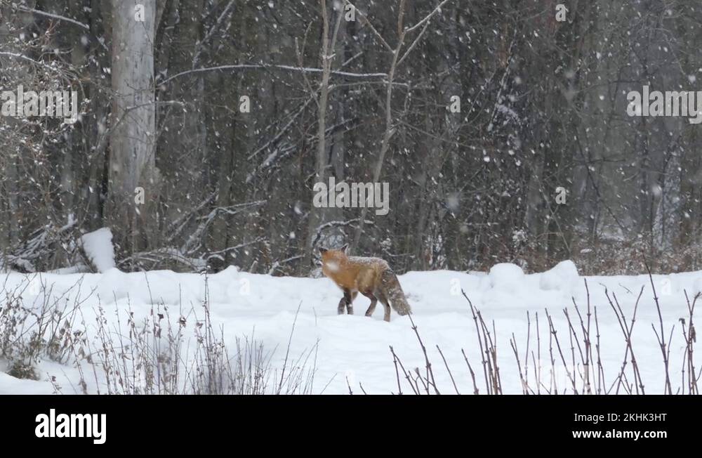 Snow scene with fox Stock Videos & Footage - HD and 4K Video Clips - Alamy