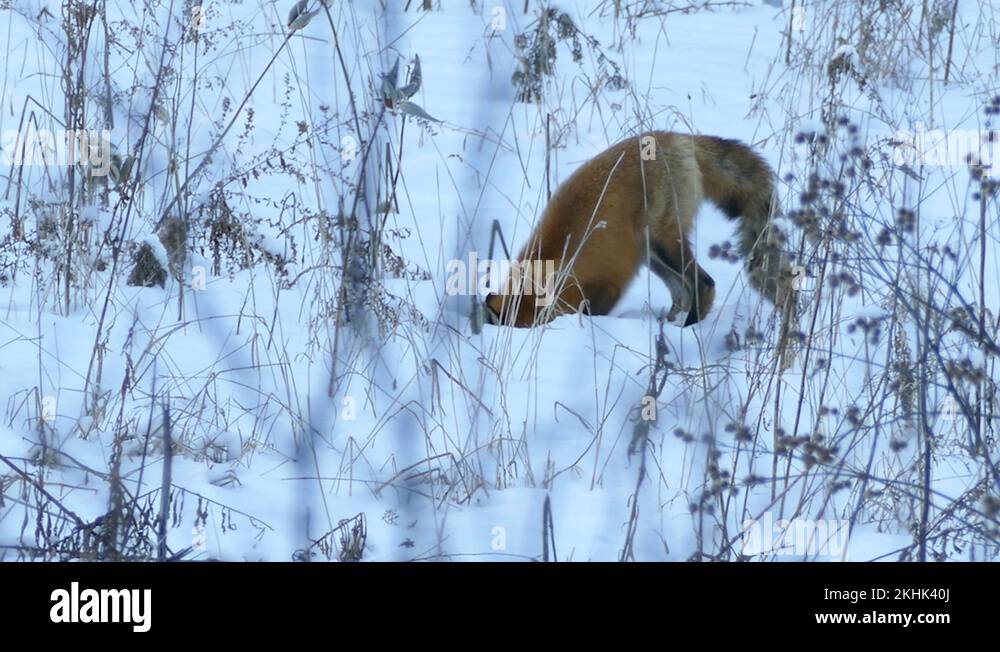Red fox canada Stock Videos & Footage - HD and 4K Video Clips - Alamy