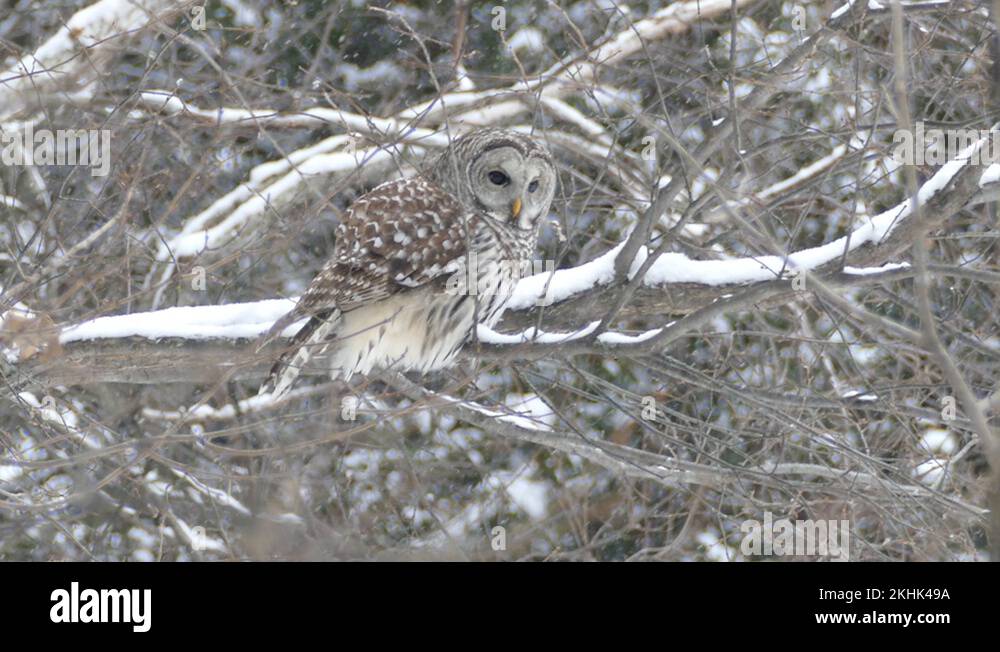 Extended head Stock Videos & Footage - HD and 4K Video Clips - Alamy