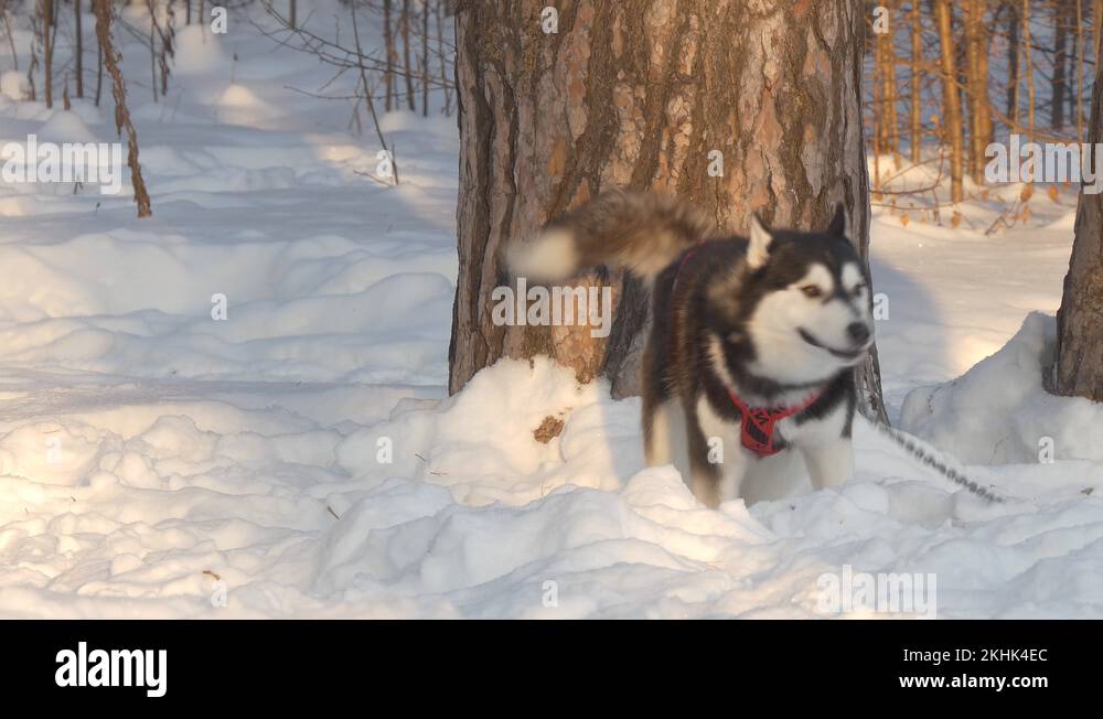 Husky. A harnessed dog tied to a tree moves and barks before the race ...