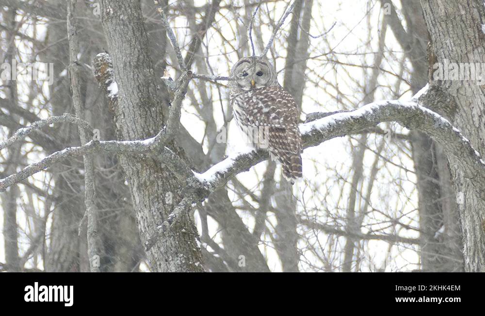 Barred Owl turning head to look back by rotating its bird of prey's ...