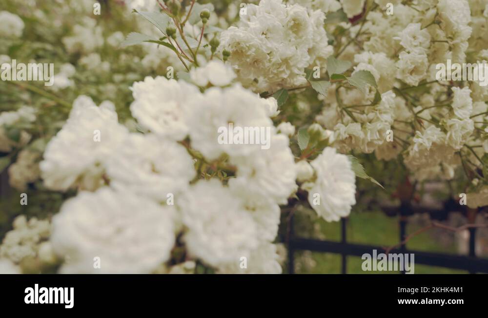 Early wild rose Stock Videos & Footage - HD and 4K Video Clips - Alamy