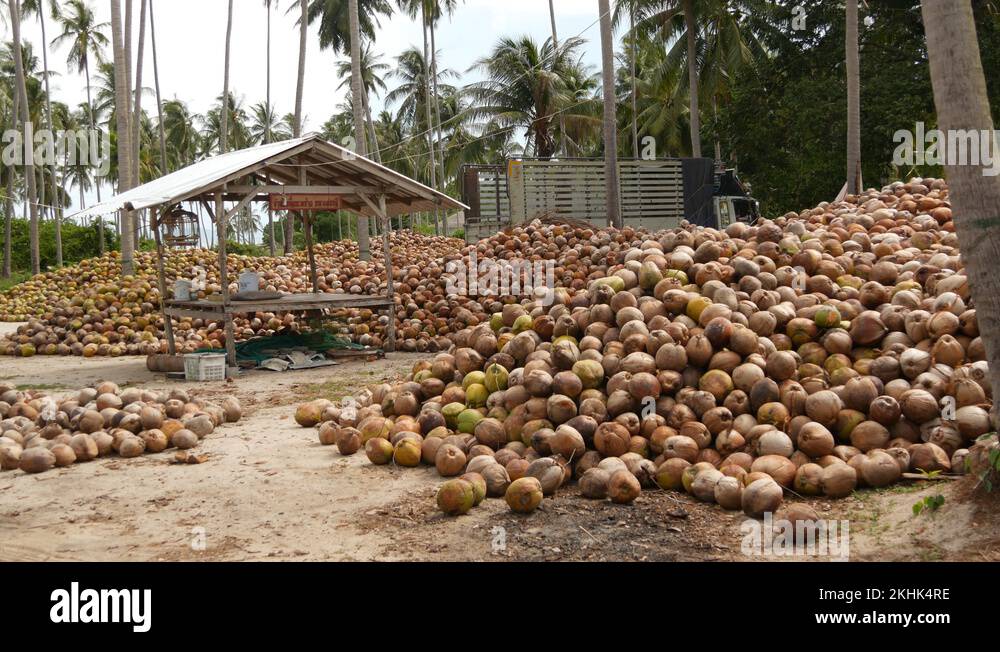 Coconut farm with nuts ready for oil and pulp production. Large piles ...