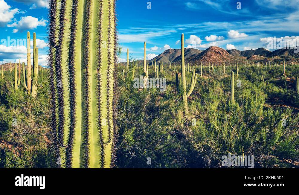 Sonoran ecosystem Stock Videos & Footage - HD and 4K Video Clips - Alamy