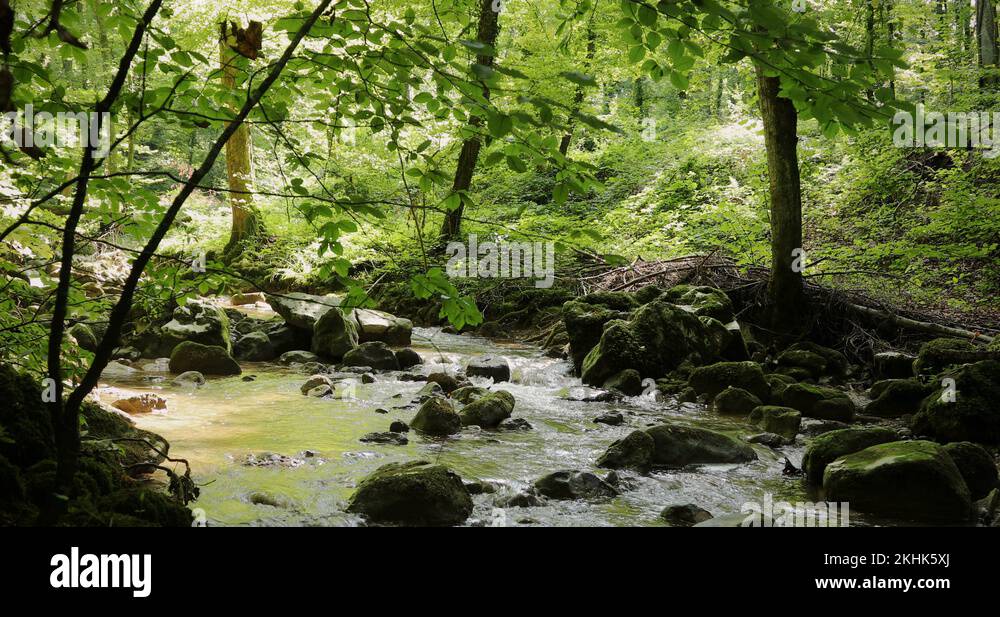 Grass trees river rocks Stock Videos & Footage - HD and 4K Video Clips ...