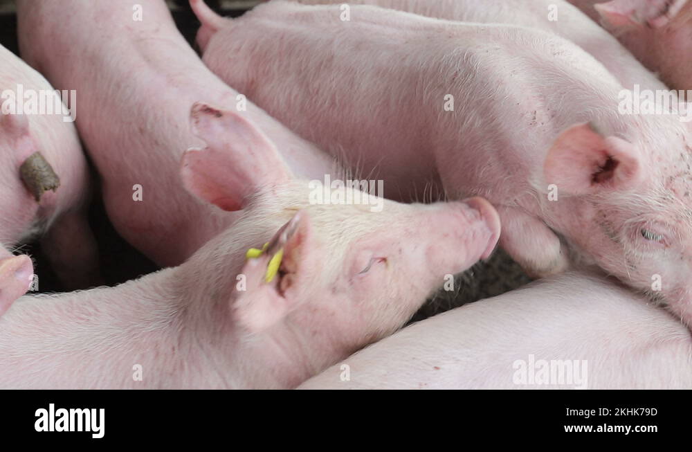 Pigs are resting, lying in the barn. One pig with open eyes, looks ...