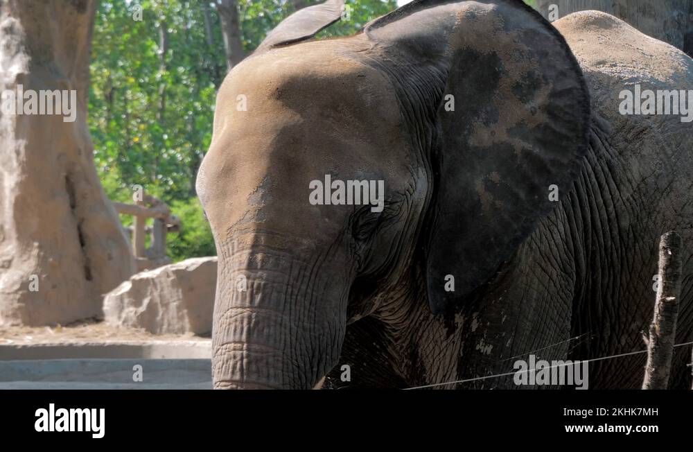 Elephant portrait in safari park. Face of an elephant close-up. The eye ...