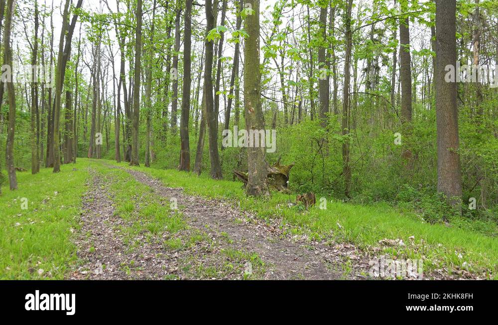 Forest lines Stock Videos & Footage - HD and 4K Video Clips - Alamy