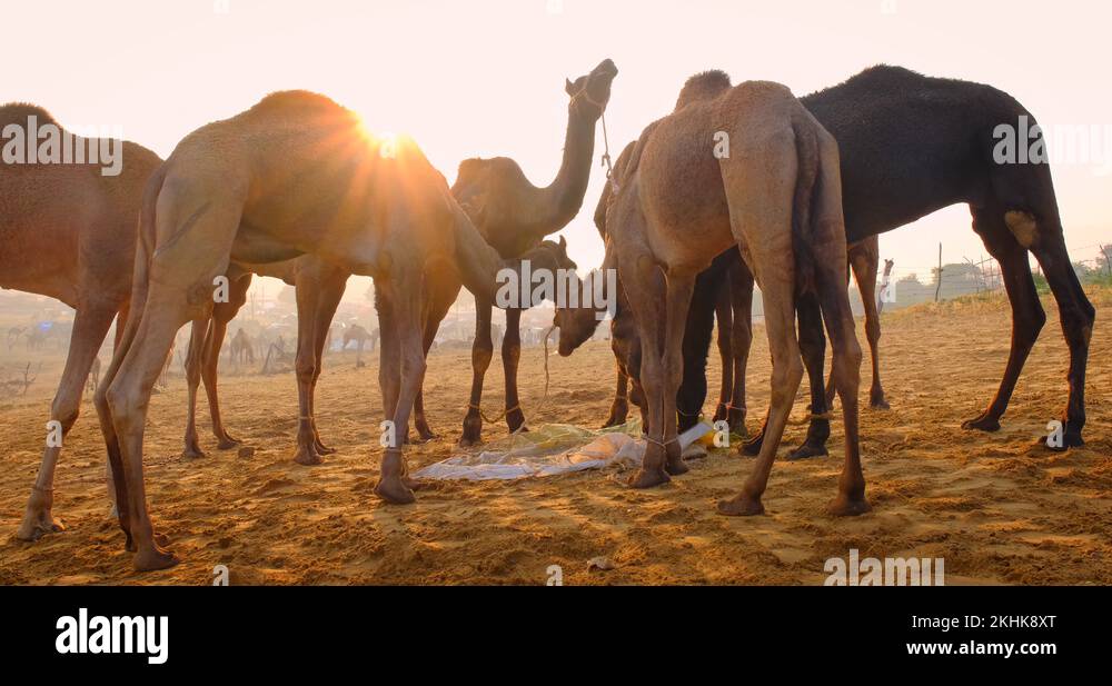 Camels at Pushkar mela camel fair festival in field eating chewing at ...