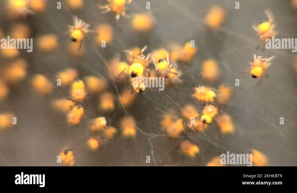 Spider hatchlings Stock Videos & Footage - HD and 4K Video Clips - Alamy