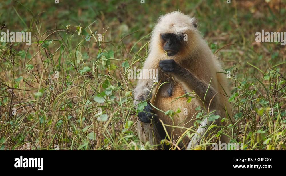Indian common Gray langur or Hanuman langur monkey eating in ...