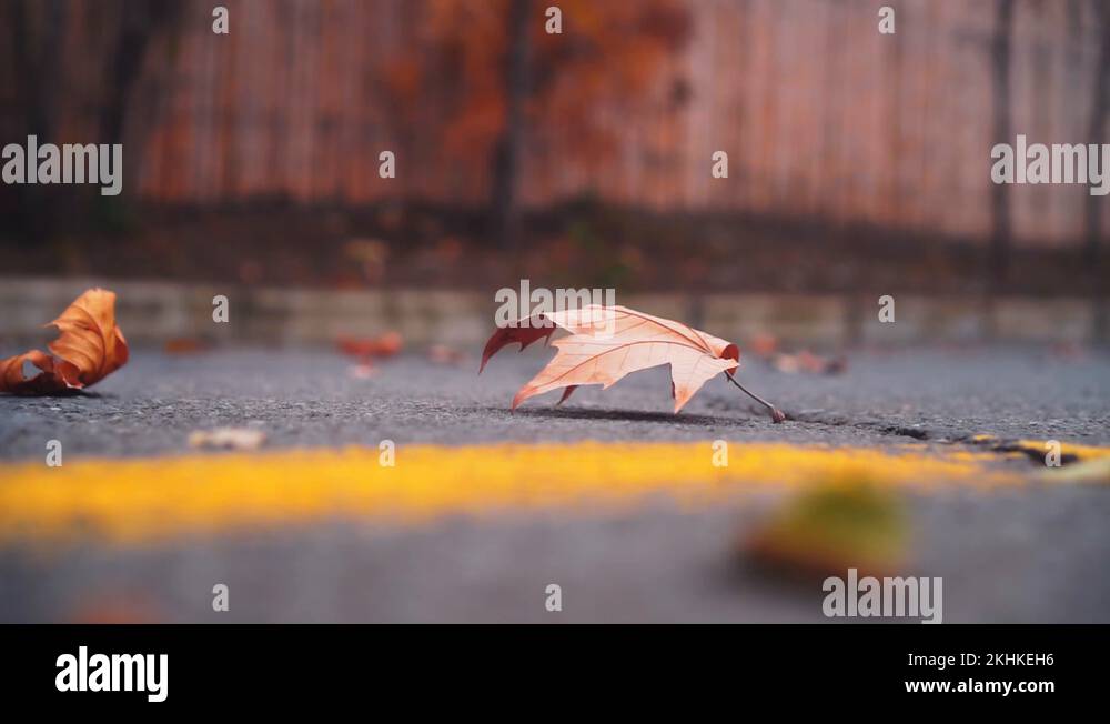 Maple road Stock Videos & Footage - HD and 4K Video Clips - Alamy