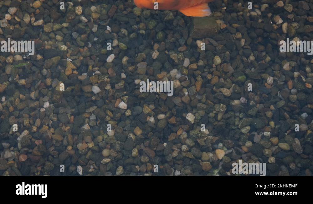 Golden carp Stock Videos & Footage - HD and 4K Video Clips - Alamy