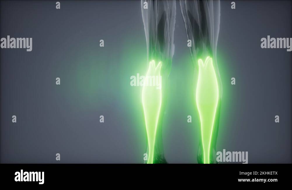 gastrocnemius- Visible muscle anatomy map Stock Video Footage - Alamy