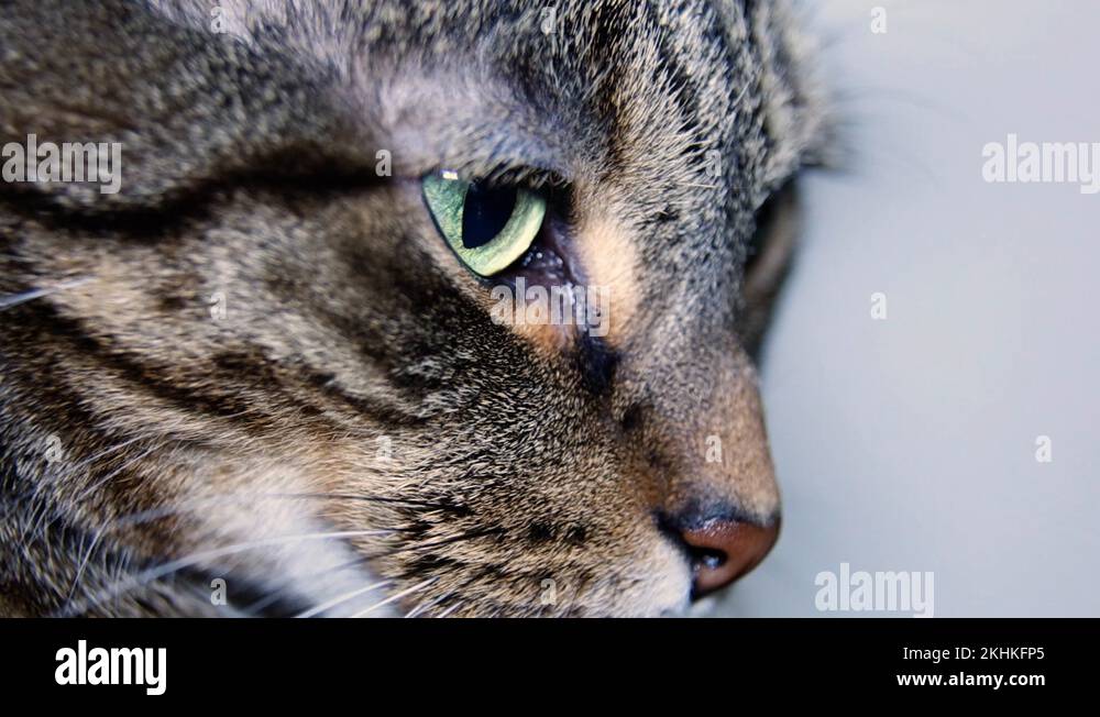 Male feline Stock Videos & Footage - HD and 4K Video Clips - Alamy