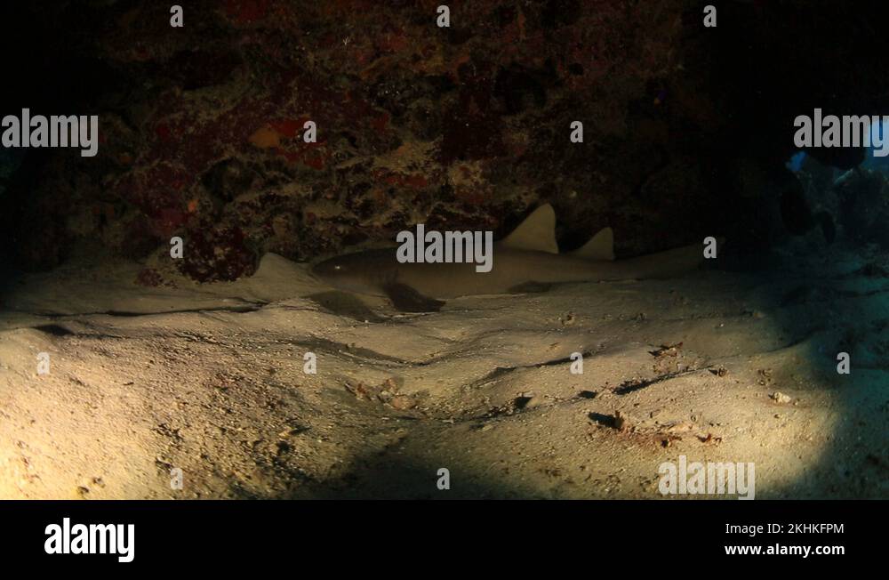 USVI St Croix Moray Eel Under Sea Ledge With Nurse Shark Stock Video ...