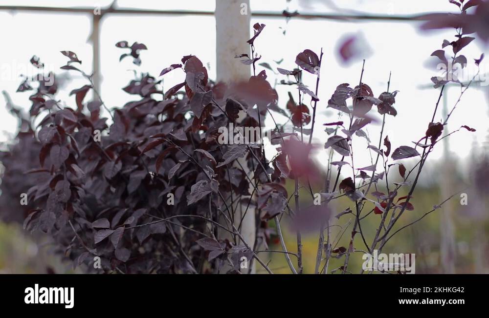 Ruby violet Stock Videos & Footage - HD and 4K Video Clips - Alamy