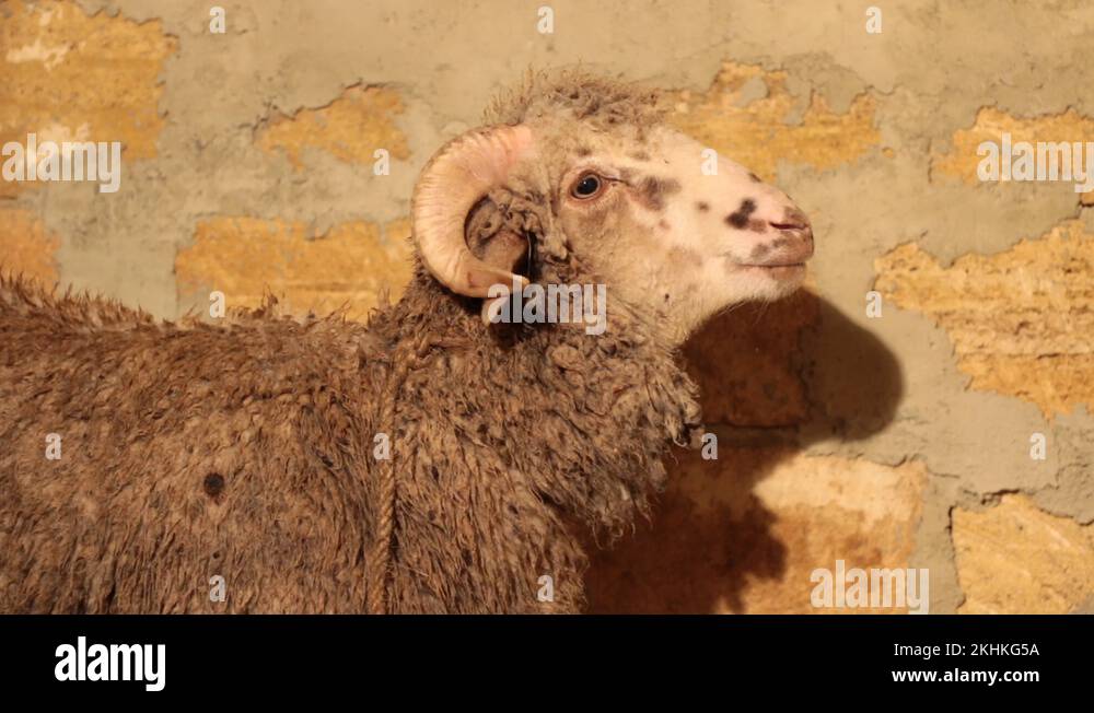Curved ram horns Stock Videos & Footage - HD and 4K Video Clips - Alamy